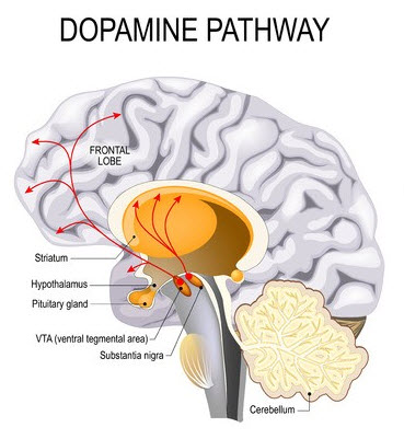 Topic 02, Central & Peripheral Nervous Systems, Page 30